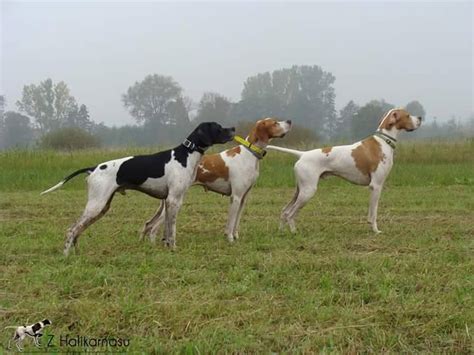 ინგლისური პოინტერი • English Pointer