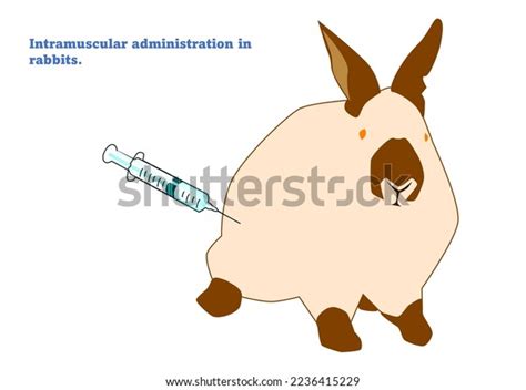 Illustration Intramuscular Drug Administration Rabbits Stock