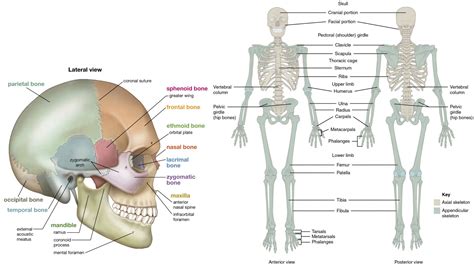 Xiphoid Process Anatomy Function Xiphoid Process Pain Sternum