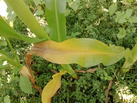Understanding And Addressing Nitrogen Deficiency In Maize