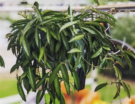 Hoya Lonolia The Narrow Leaved Stunner You Cant Miss Succulent Alley