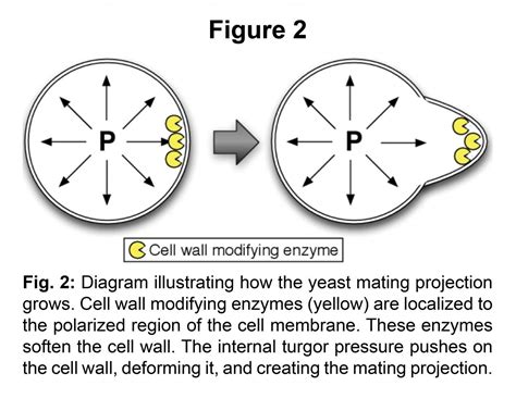 Spatial Stochastic Simulation Of Cellular Polarization In Yeast Mating Computational Science