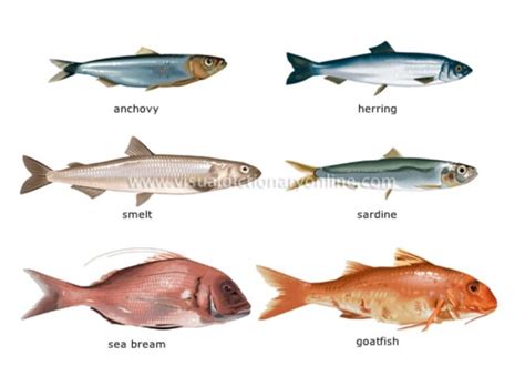 Examples Of Bony Fish In Aquatic Ecosystems