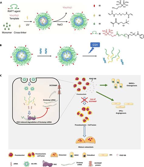 Schematic Diagram Showing The Synthesis Of Polyelectrolyte Nps A Download Scientific Diagram