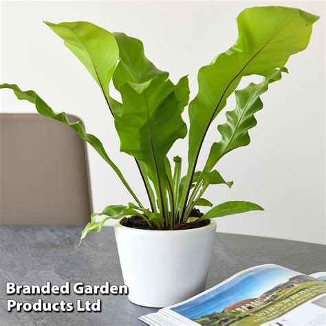 Asplenium Nidus Thompson And Morgan