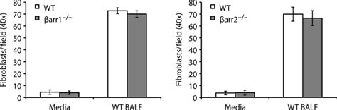 Balf Induced Fibroblast Chemotaxis Is Similar In Bleomycin Treated Wt Download Scientific