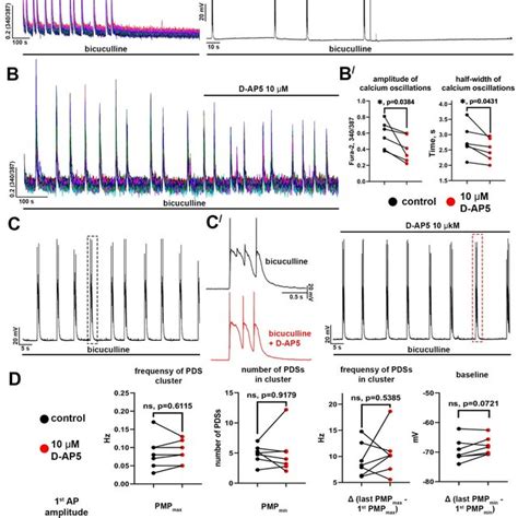 A The Effect Of Membrane Potential Depolarization On Pds Structure Download Scientific