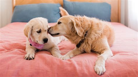How To Introduce A New Puppy To Your Dog