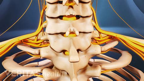 All About The C7 T1 Spinal Segment Cervicothoracic Junction