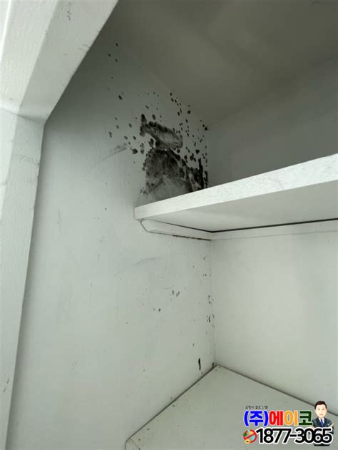 베란다 곰팡이 페인트 천장 결로 벽 습기 벽면방수 비용 네이버 블로그