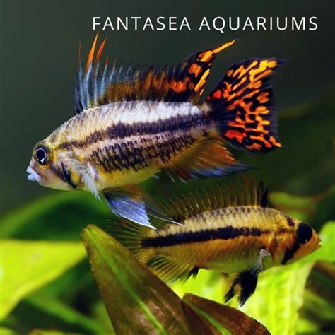 10 Colorful Types Of Apistogramma Dwarf Cichlids For Your Tank