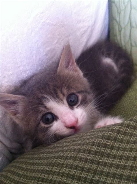 My Kitty Confused Kitty Meme Mad Kitty Meme Smitten Kitten Meme