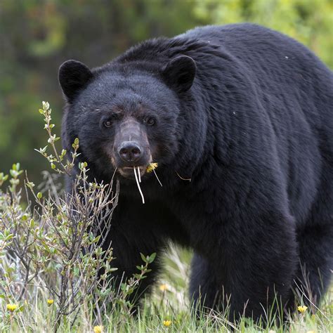 Are Black Bears Mean Understanding Their Behavior And Safety