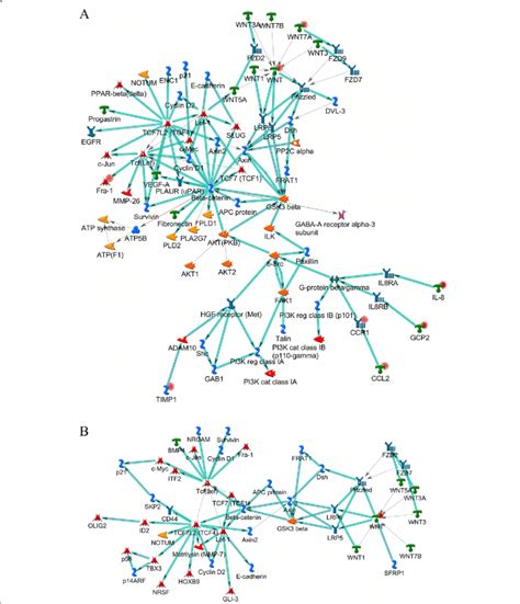 Wingless Wnt Signaling Pathway As A Central Way To Braford Anti Tick Download Scientific
