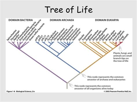 Ppt Phylogenies And Classifying Species Aka Cladistics And Taxonomy Powerpoint Presentation Id