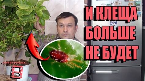 ПАУТИННЫЙ КЛЕЩ ВРЕДИТЕЛЬ КОМНАТНЫХ РАСТЕНИЙ И САДА. КАК ИЗБАВИТЬСЯ ОТ ...