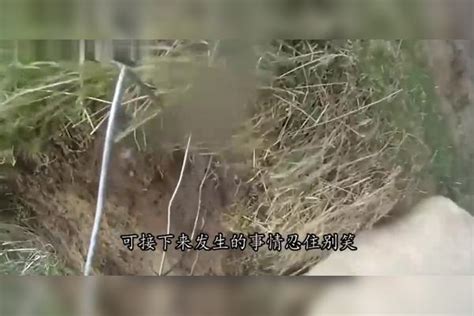 野鹿被铁丝网困住，好心男子出手相救好心男子铁丝网