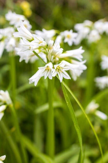 Premium Photo Allium Triquetrum Is A Bulbous Flowering Plant In Genus