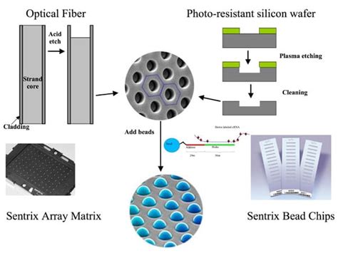 How Dna Microarrays Are Built