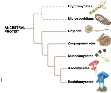 Fungal Phyla Chart Diagram Quizlet