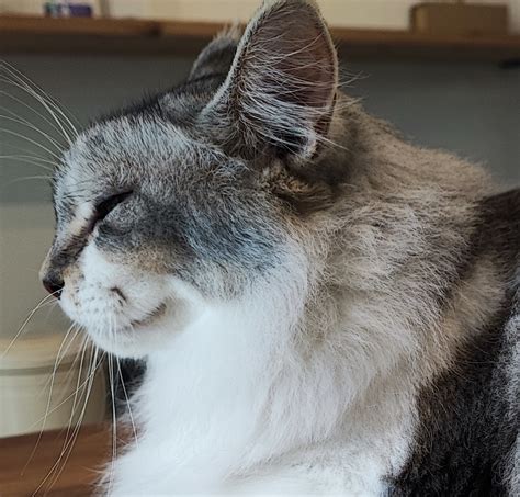 Sveltekitでブログを作成してみる1