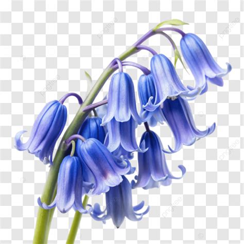 신선한 모습을 위해 흰색 배경에 분리된 섬세한 종 모양의 꽃잎을 가진 아름다운 블루벨 꽃 블루벨 푸른 꽃 꽃 Png 일러스트 및 이미지 에 대한 무료 다운로드