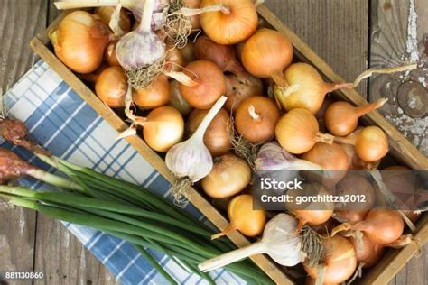 오래 된 문에 양파와 함께 상자 양파의 추수입니다 농업 그리고 원 예입니다 배경 질감으로 양파 Holy Door에 대한 스톡 사진 및 기타 이미지 Istock