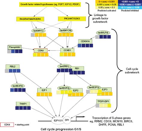 Rcr Results Overlaid On A Part Of The Cell Cycle Sub Network Model Download Scientific Diagram