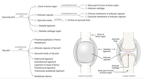 Top Diagram Of A Preliminary Pattern For Synovial Joint Cardinality Download Scientific