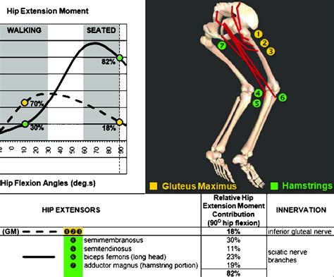 Analysis Of The Relative Contributions Of The Hip Extensors To The Download Scientific Diagram Analysis Of The Relative Contributions Of The Hip Extensors To The Download Scientific Diagram