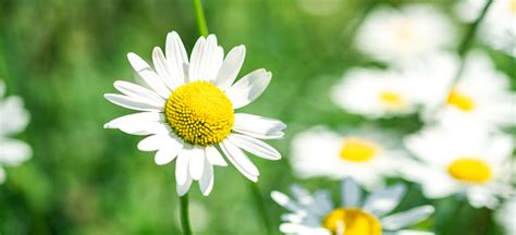 아름다운 흰색 카모마일의 여름 배너 꽃 배경 자연의 카모마일 공간을 복사합니다 소프트 포커스 0명에 대한 스톡 사진 및 기타 이미지 Istock