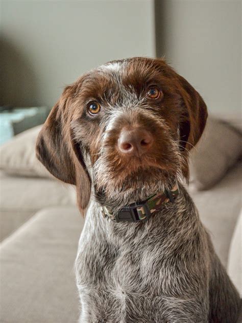 German Wirehaired Pointer Washington