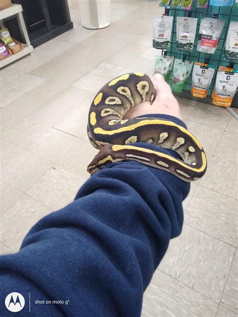 Vanilla Het Ghost Ball Python R Ballpython