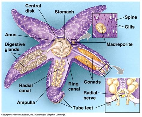 Just Posting Echinodermata
