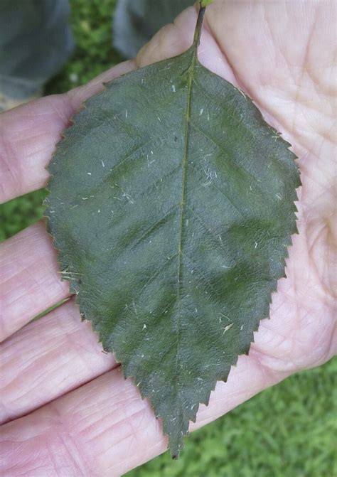Leaf Triangular Tree Guide Uk Tree Id By Triangular Leaf