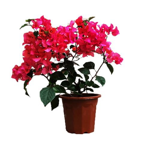 三角梅盆栽带花发货四季开花老桩爬藤绿樱勤花品种重瓣红花卉阳台虎窝淘
