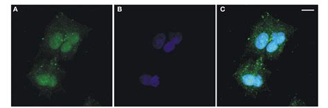 Figure 1 From Remaining Challenges In Cellular Flavin Cofactor Homeostasis And Flavoprotein