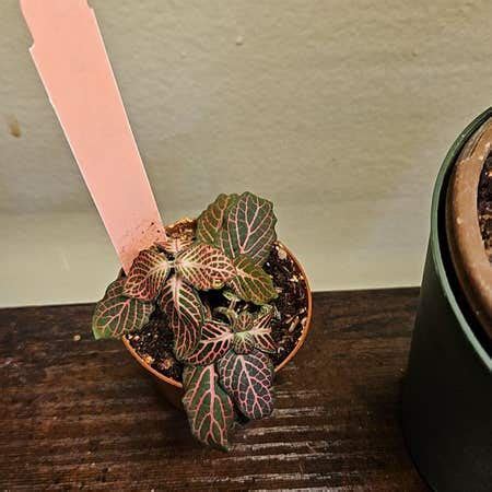 The Complete Pink Angel Nerve Plant Plant Care Guide Water Light And Beyond