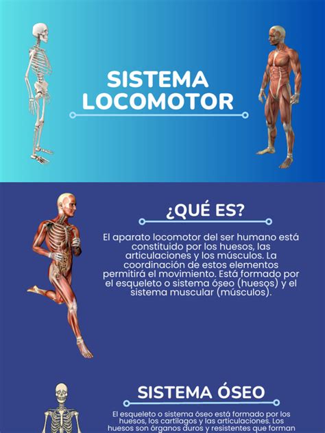 Presentación Sistema Locomotor Sencilla Azul 2 Pdf Articulación Esqueleto