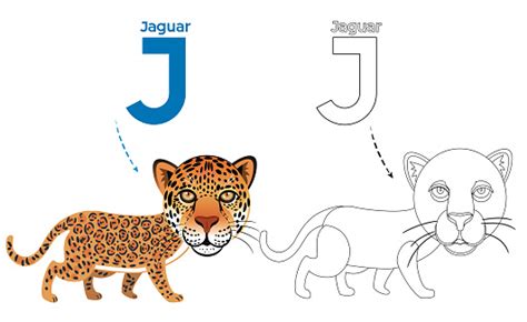 Jaguar Coloring Page And Alphabet Stock Illustration Download Image