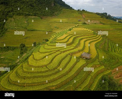 Aerial View Of Vietnam Landscapes Rice Fields On Terraced Of Mu Cang
