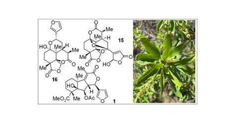 Compounds Related To Saudin And Three New Series Of Diterpenoids From Clutia Lanceolata
