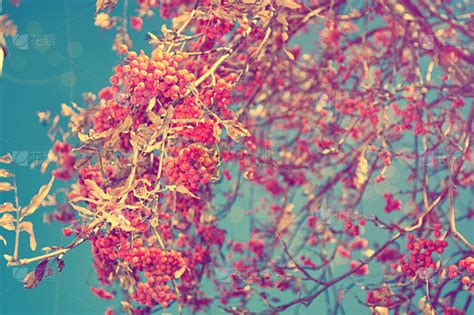 花楸、山梨、白蜡树。秋天的风景