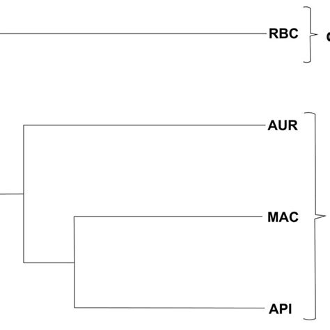 dendrogram obtained by the upgma method based on the genetic