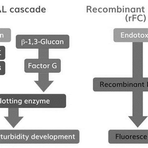 Reaction Cascades In Limulus Amoebocyte Lysate Lal And Recombinant Download Scientific