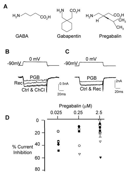 Pregabalin Inhibits Ca2 Currents A Structure Of Gaba γ Aminobutyric