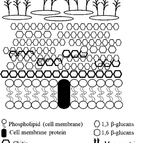 The Structure Of Microalgae Cell Wall Concepts Were Based On Download Scientific Diagram