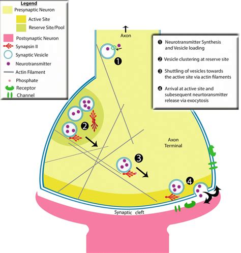 Synapsin Ii Springerlink