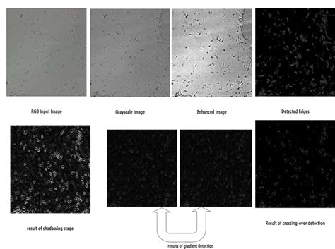 Figure 4 From Automatic Identification Of Human Sperms From Noisy Microscopic Images Semantic