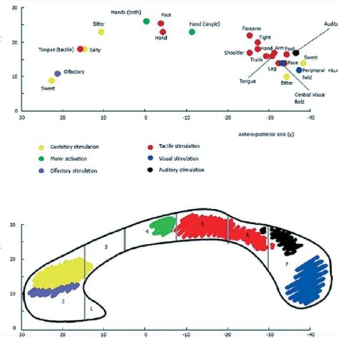 From Fabri Et Al 2014 Callosal Activation And Callosal Fibers Download Scientific Diagram